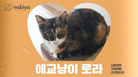 입양홍보 입양완료 Youtube