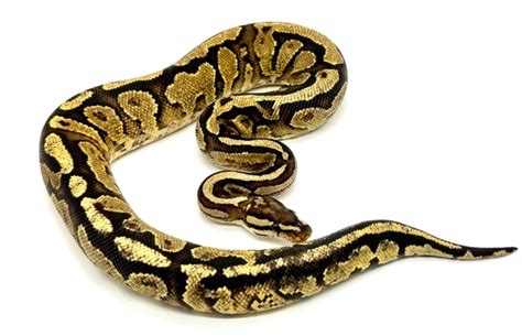 Fire Yellow Belly Het Tsk Axanthic Dark Phase Paradox Ball Python By