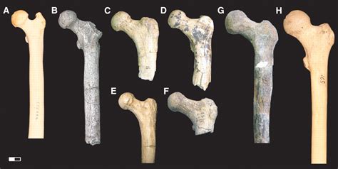 Orrorin Tugenensis Fossil Orrorin Tugenensis Menneskets Oprindelse