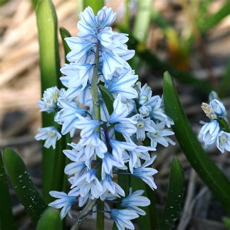 42 растения с синими цветками | Garden, Plants, Southern garden