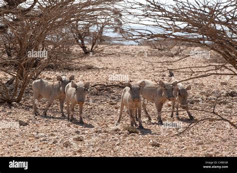 Desert Warthog Phacochoerus Aethiopicus Near Berbera Somaliland