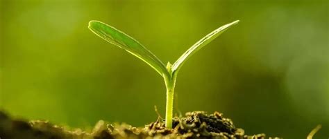 Advanced Science 基于功能性状的微生物生活史策略塑造细菌生态位宽度 Book学术