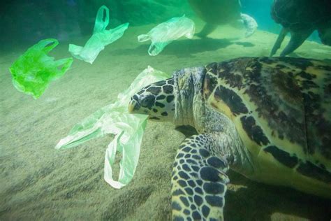 New Zealand Bans Single Use Plastic Bags Daily Times