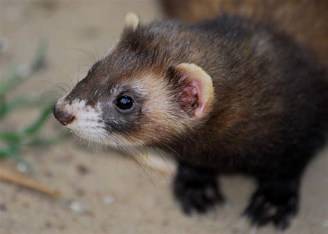 adw mustela putorius pictures