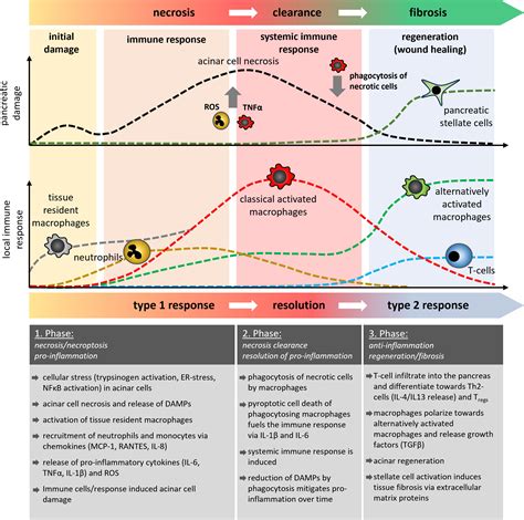 Inflammation Acute And Chronic