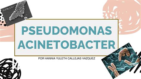 Pseudomonas Acinetobacter Hannia Callejas Udocz