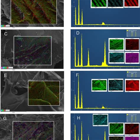 Surface Morphology And Micro Analysis Semeds Of Chi C And Chi S Download Scientific Diagram
