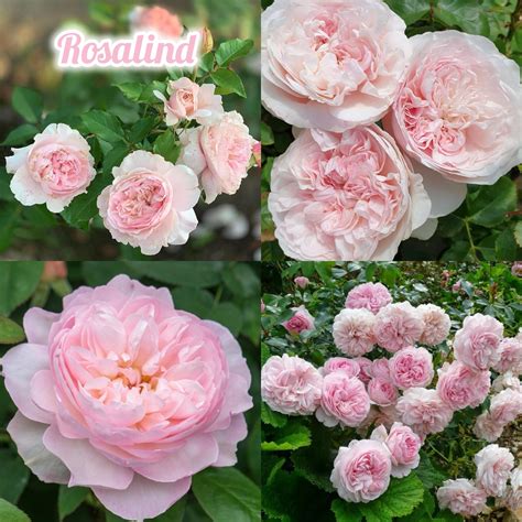 ვარდის სახლი House Of Rose ვარდი Rosalind🌹 Rosalind ძალიან დელიკატური დახვეწილი და