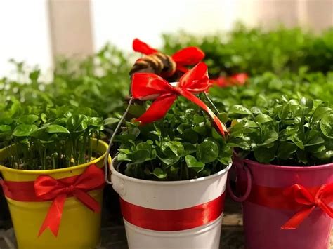 آموزش کاشت سبزه نارنج در منزل ترفند گلخانه دار