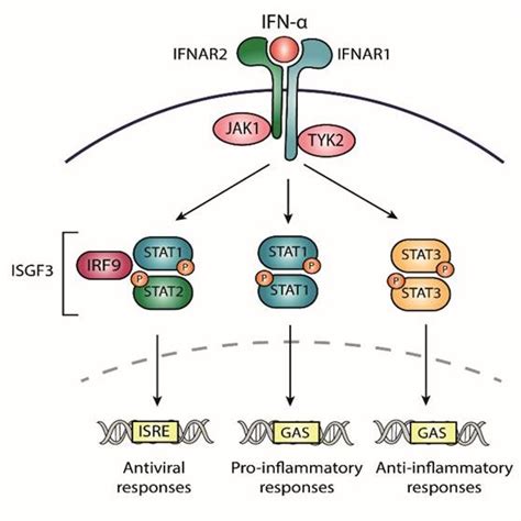 Ifn α Binds To Its Receptor Ifnar Containing Two Subunits Ifnar 1 And