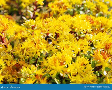 Sedum Hybridum Plant Sedum Hybridum Close Up A Living Carpet Of