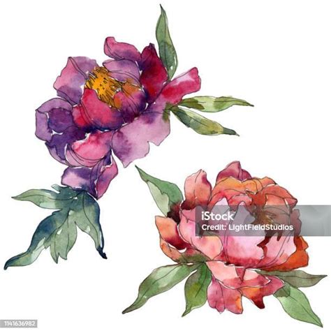 보라색 모란 꽃 식물 꽃입니다 수채화 배경 그림 집합입니다 고립 된 모란 그림 요소입니다 0명에 대한 스톡 벡터 아트 및 기타 이미지 Istock