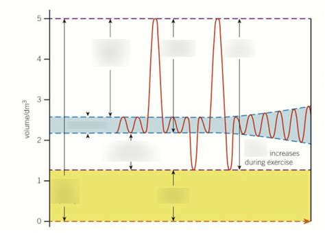 Diagram Of E T Label The Spirometer Trace Quizlet