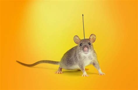 Letters With Remcos Rat Hosted In Discord Kaspersky Official Blog