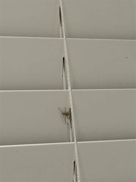 What Spider Is This R Whatbugisthis