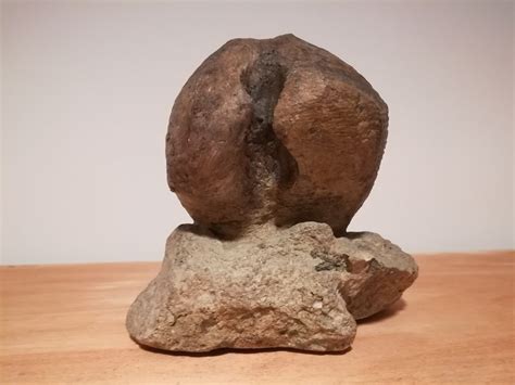 Bivalve ID Fossil ID The Fossil Forum