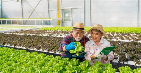 아시아 노인 부부 농부는 유기농 수경 채소 농장에서 함께 일하는 디지털 태블릿을 사용합니다 남자와 여자 샐러드 정원 주인은