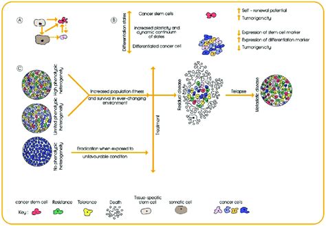 Tumor Heterogeneity And The Function Of Cscs In Resistance To Therapy