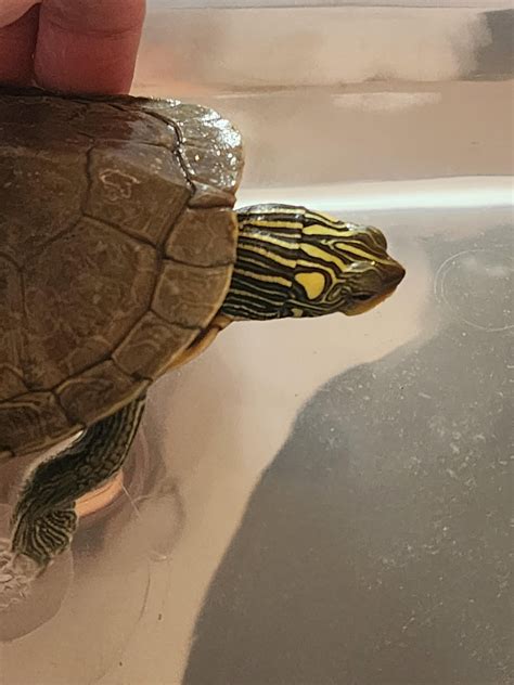 Map Or False Map R Turtle