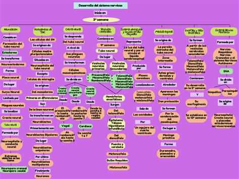 Desarrollo Embrionario Del Sistema Nervioso Esquemas Y Mapas