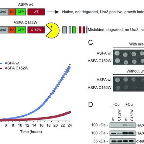 A Growth Based Yeast Reporter System For Protein Abundance A