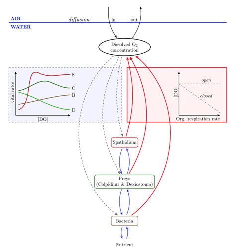 Conceptual Framework Of The Manipulation Of Oxygen In A Predator Prey Download Scientific