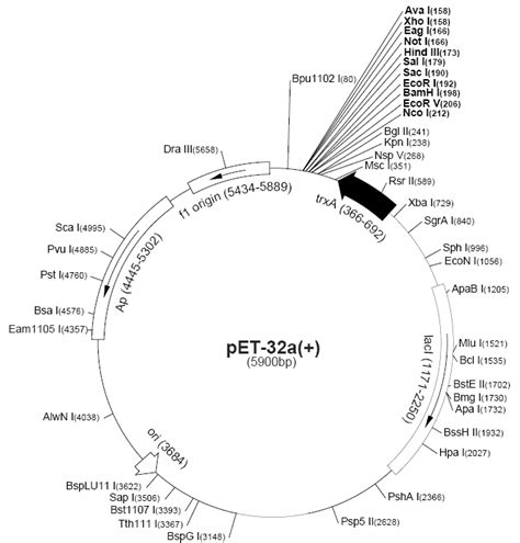 Pet 32b Pet32b质粒图谱、载体图谱、序列、价格、抗性、测序引物、大小等信息生物风载体