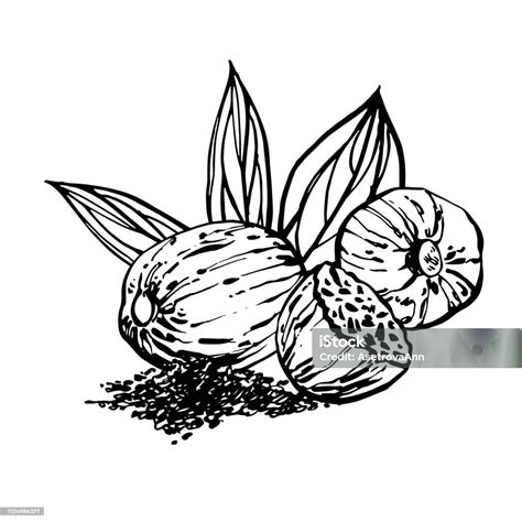 육 두 구 및 잎 손으로 그린 그림을 벡터 견과류의 잉크 밑그림입니다 손으로 그린 벡터 일러스트 레이 션 흰색 배경에 고립 견과에 대한 스톡 벡터 아트 및 기타 이미지