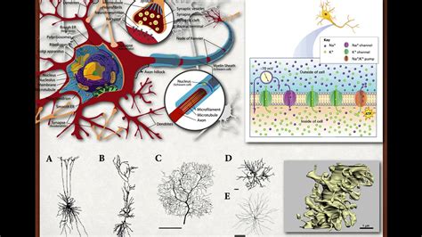 Your Brain Is Like A Computer Function Analogy Simplification