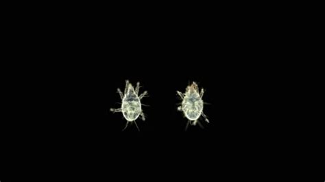 Larva Flour Mite Acarus Sp Under The Mi Stock Video Pond5