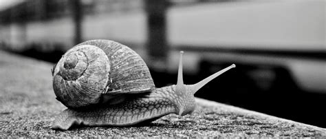 Slow Down To Speed Up The Conscious Professional