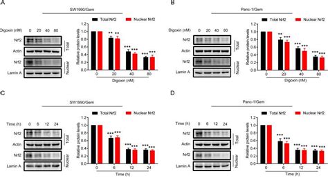 Digoxin Nsc 95100 ≥99 Hplc Selleck Atpase Inhibitor