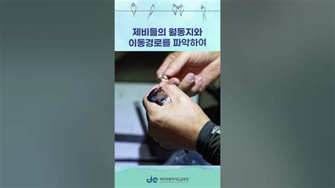 제주 제비의 강남은 필리핀 루손섬 Youtube