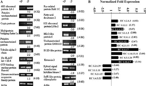 Verification Of Macroarray Results By Srt Pcr And Qrt Pcr Analyses A