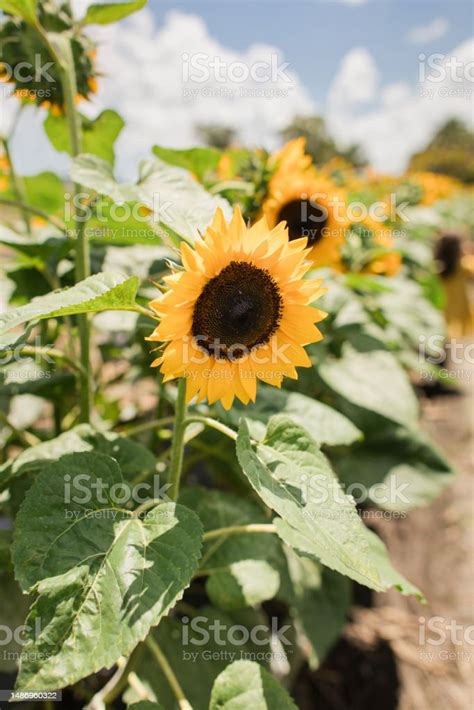햇볕이 잘 드는 플로리다 남부의 햇살 아래 자라는 크고 활기찬 노란 해바라기 밭 2023년 봄 지구의 날 꿀벌이 꽃을 수분하는 정오에 푹신한 흰 구름으로 가득 찬 푸른 하늘