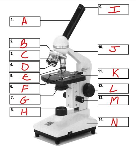 Microscope Diagram Diagram Quizlet