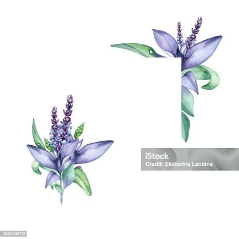 세이지 허브 식물 수채화 그림의 프레임은 흰색 배경에 분리되어 있다 샐비어 Officinalis 보라색 잎 유용한 허브 손으로 그려진 라벨 패키지 엽서 디자인 0명에 대한
