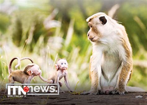 වන සතුන්ට සිදුවන හානි ගැන දැනුම්දෙන්න අංකයක් Itn News දේශීය පුවත්