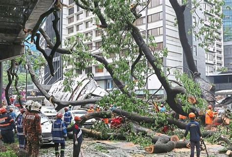 Dbkl Root Decay Suspected Cause Of Fallen Tree On Jalan Pudu