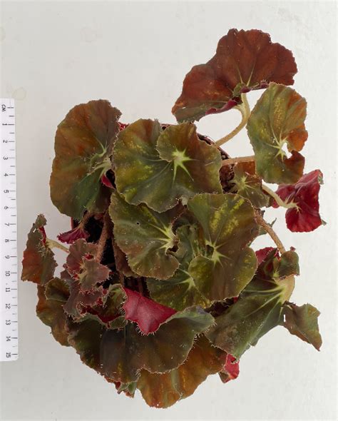 Begonia Lieke Plantae Orchids And Rare Plants