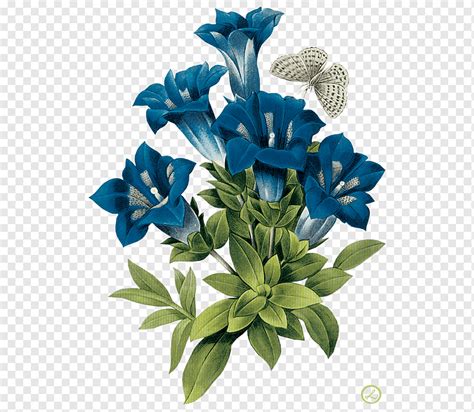 식물학 식물 일러스트 아트 판화 꽃 꽃 그림 인쇄 Png Pngwing