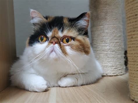 こんにちは。 ブサかわエキゾチックショートヘア猫ちゃんと幸せブログ