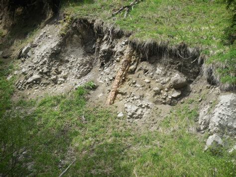 გოდერძის ნამარხი ტყის ბუნების ძეგლი Travel In Georgia