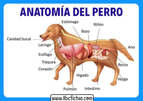Las Partes De Un Perro Abc Fichas