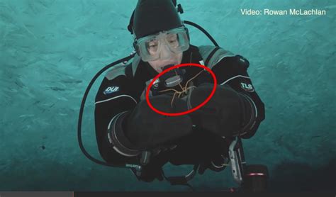 We Were So Lucky To See This Exclaim Scientists As Giant Antarctic Sea Spider Sex Mystery