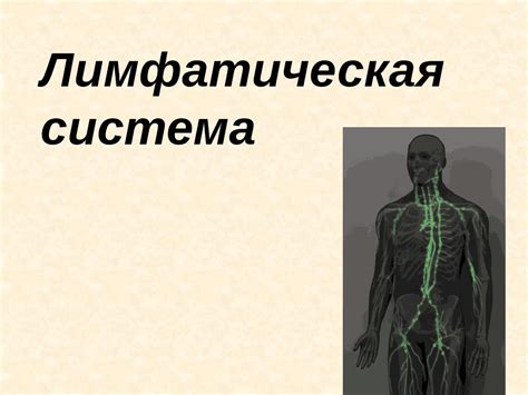 гистология лимфатическая система | Презентации Системная биология | Docsity