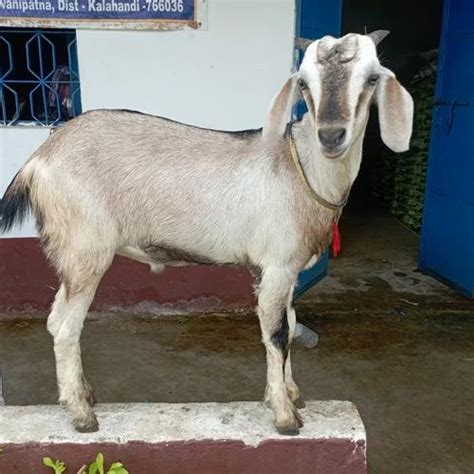 Odisha Ganjam Khassi Goat Meat At Rs 48000kg In Bhubaneswar Id 2854711494255