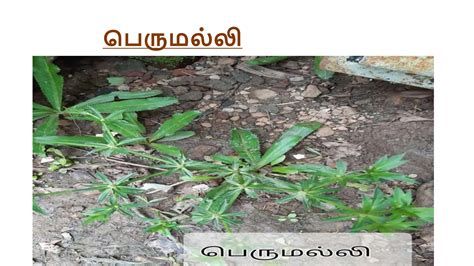 Nammakalvi9thtamilpowerpointpresentationmaterial218756pptx