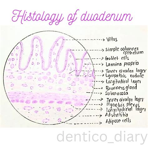 Histology Duodenum Anatomy Dentistry Denticodiary Histologyofduodenum Premieka Muthukumar