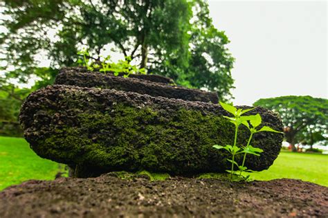 잔디 이끼 잡 초 낮은 잡 초는 출 아 하 고 자라 고 대 돌 건물 0명에 대한 스톡 사진 및 기타 이미지 0명 계절 관다발 식물 Istock